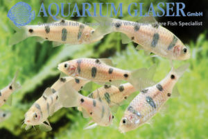 Barbodes dunckeri (= "Barbus everetti") - Aquarium Glaser GmbH