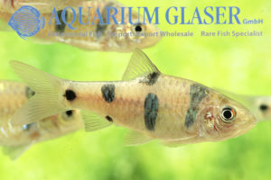 Barbodes dunckeri (= "Barbus everetti") - Aquarium Glaser GmbH