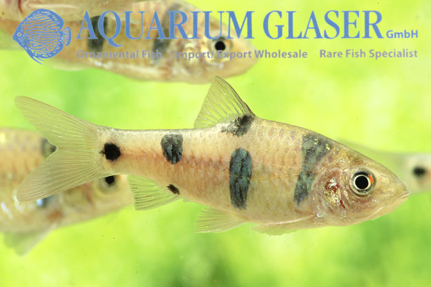 Barbodes dunckeri (= "Barbus everetti") - Aquarium Glaser GmbH