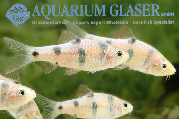 Barbodes dunckeri (= „Barbus everetti“) - Aquarium Glaser GmbH