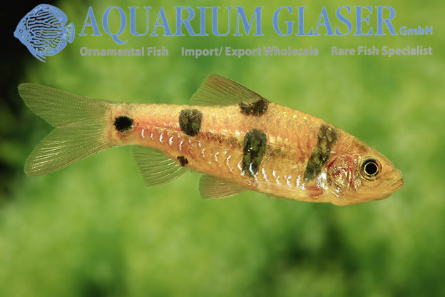 Barbodes dunckeri (= "Barbus everetti") - Aquarium Glaser GmbH