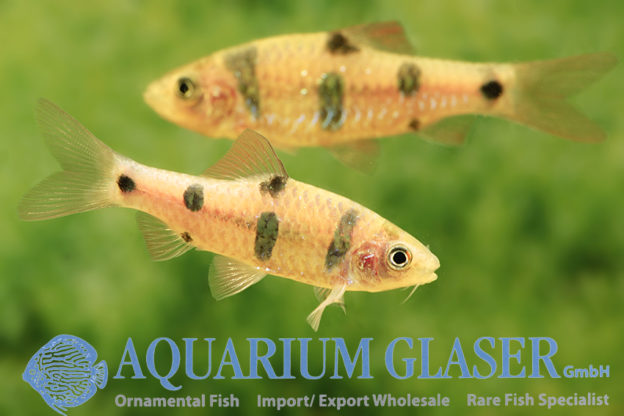Barbodes dunckeri (= "Barbus everetti") - Aquarium Glaser GmbH