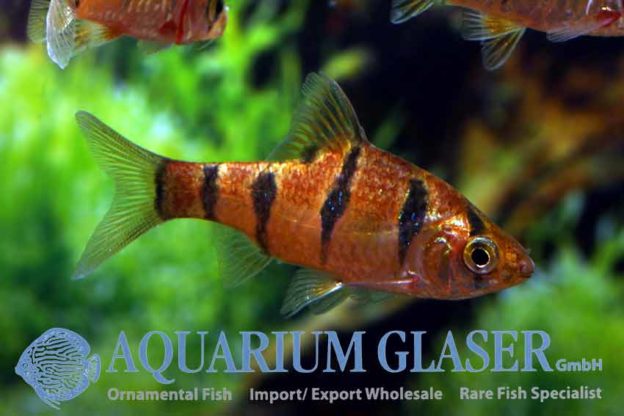 Fischarchiv - Seite 14 von 30 - Aquarium Glaser GmbH