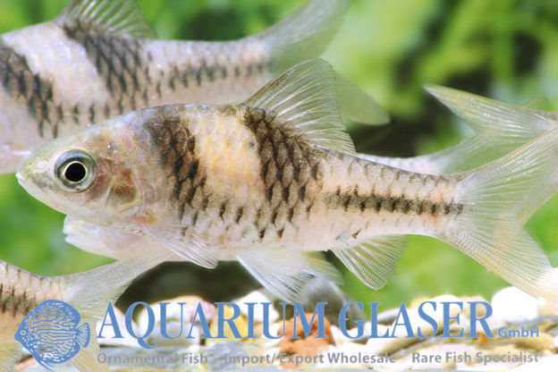 Barbodes lateristriga - Aquarium Glaser GmbH