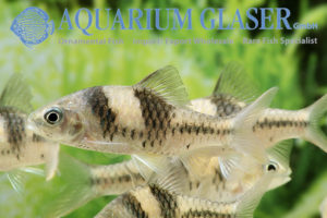 Barbodes lateristriga - Aquarium Glaser GmbH