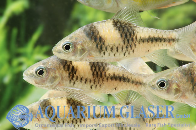 Barbodes lateristriga - Aquarium Glaser GmbH
