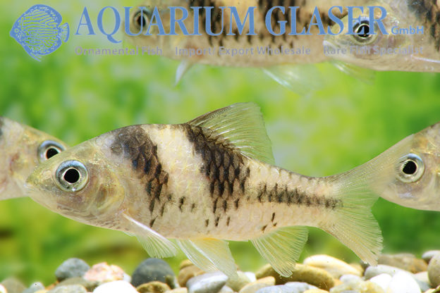 Barbodes lateristriga - Aquarium Glaser GmbH