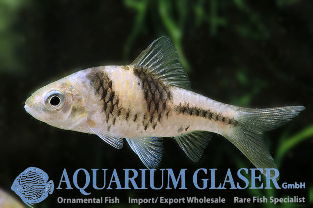 Barbodes lateristriga - Aquarium Glaser GmbH