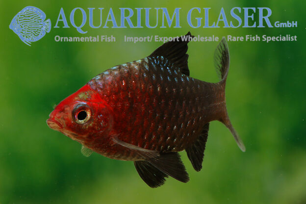 Pethia nigrofasciata - Aquarium Glaser GmbH