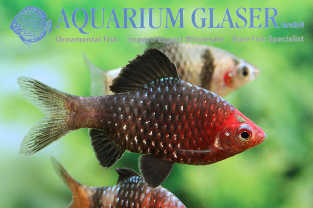 Pethia nigrofasciata - Aquarium Glaser GmbH