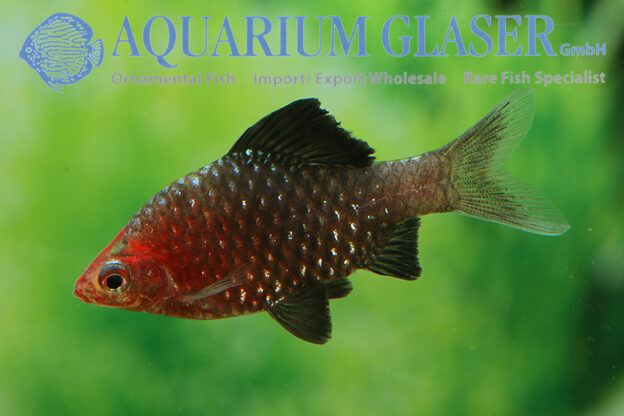 Pethia nigrofasciata - Aquarium Glaser GmbH