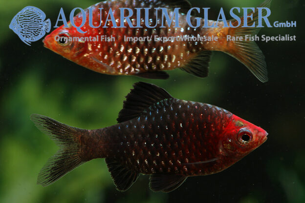 Pethia nigrofasciata - Aquarium Glaser GmbH