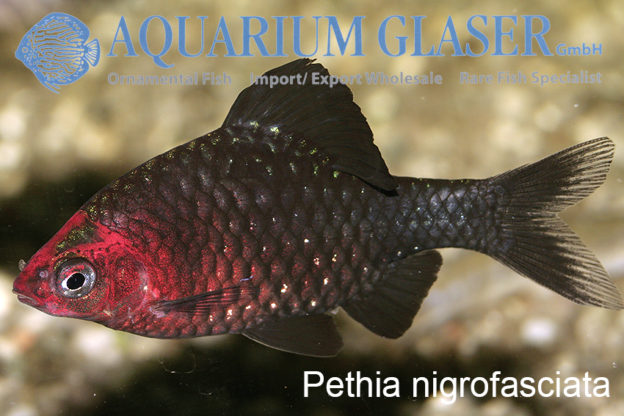 Pethia bandula - Aquarium Glaser GmbH
