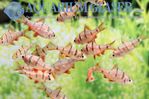 Desmopuntius pentazona - Aquarium Glaser GmbH