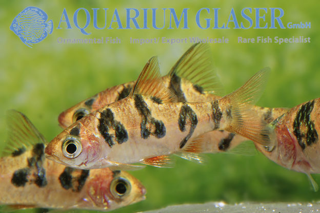 Desmopuntius rhomboocellatus - Aquarium Glaser GmbH
