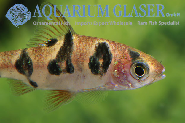 Desmopuntius rhomboocellatus - Aquarium Glaser GmbH