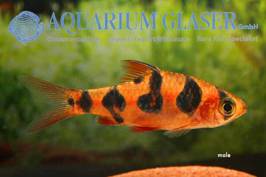 Desmopuntius rhomboocellatus - Aquarium Glaser GmbH