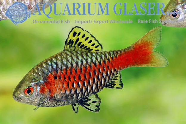 Pethia padamya wild - Aquarium Glaser GmbH