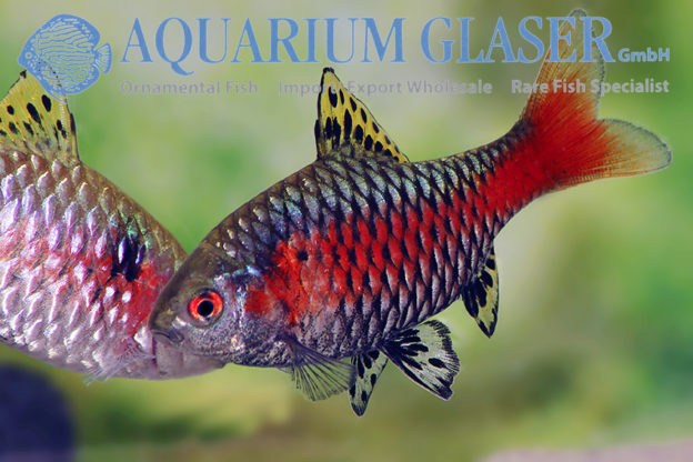 Pethia padamya wild - Aquarium Glaser GmbH