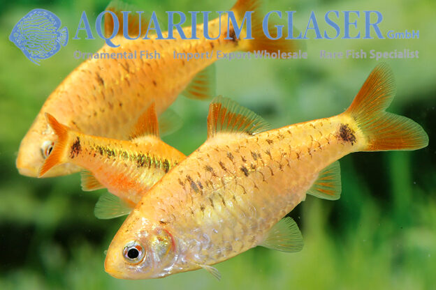Barbodes „schuberti“ - Aquarium Glaser GmbH