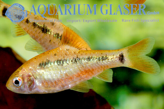 Barbodes „schuberti“ - Aquarium Glaser GmbH