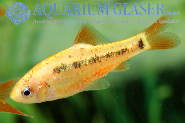 Barbodes "schuberti" - Aquarium Glaser GmbH