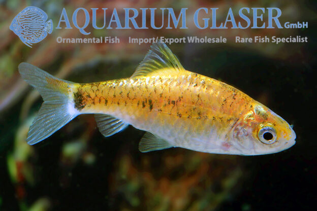 Barbodes "schuberti" KOI - Aquarium Glaser GmbH