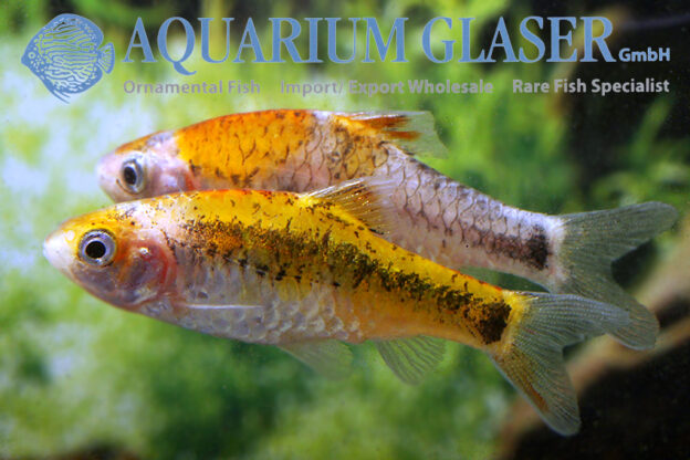 Barbodes "schuberti" KOI - Aquarium Glaser GmbH