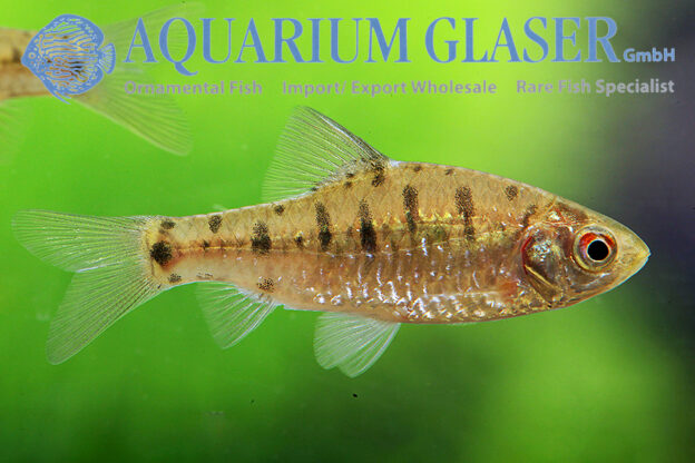 Barbodes semifasciolatus ( = Barbus s.) - Aquarium Glaser GmbH
