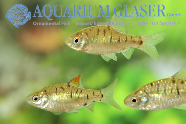 Barbodes semifasciolatus ( = Barbus s.) - Aquarium Glaser GmbH
