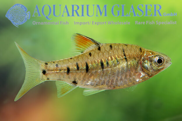 Fish Archive - Aquarium Glaser GmbH