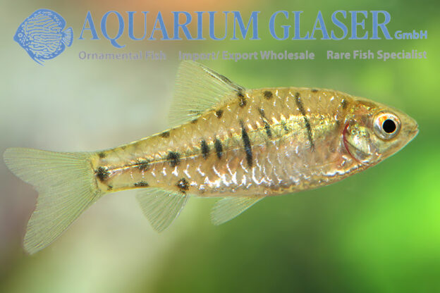 Barbodes semifasciolatus ( = Barbus s.) - Aquarium Glaser GmbH