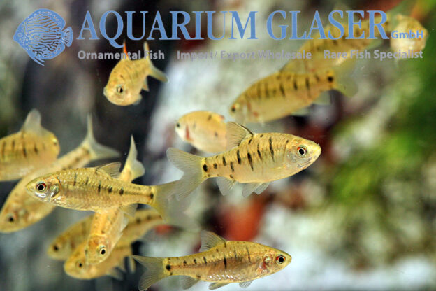 Barbodes semifasciolatus ( = Barbus s.) - Aquarium Glaser GmbH