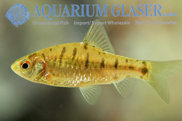 Barbodes semifasciolatus ( = Barbus s.) - Aquarium Glaser GmbH