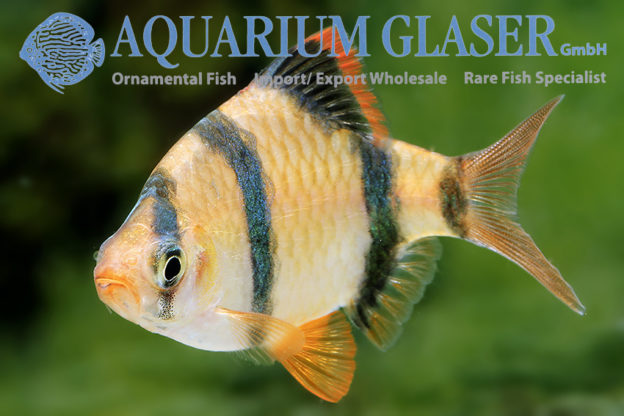 Puntigrus anchisporus - tiger barb - Aquarium Glaser GmbH