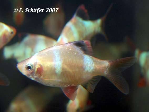 3 new varieties of Barbus tetrazona - Aquarium Glaser GmbH