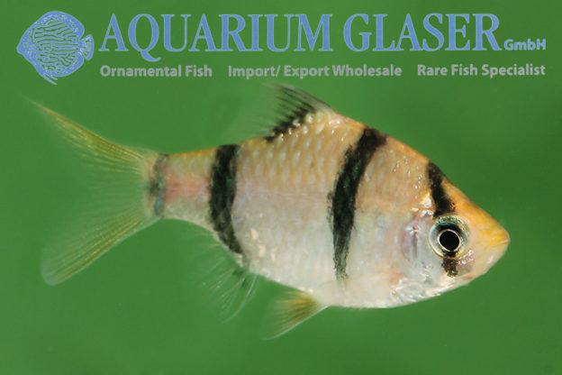Puntigrus tetrazona - die Echte Sumatrabarbe - Aquarium Glaser GmbH