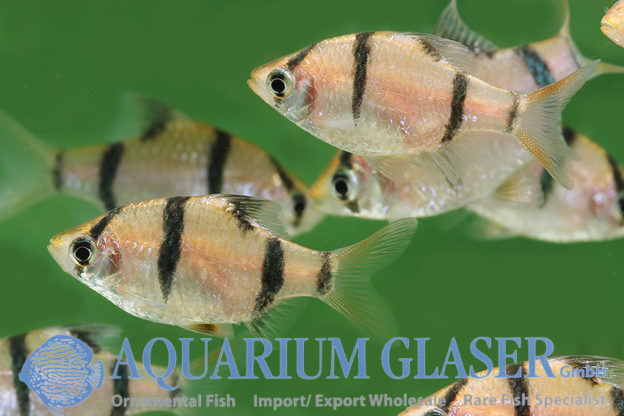 Puntigrus tetrazona - die Echte Sumatrabarbe - Aquarium Glaser GmbH