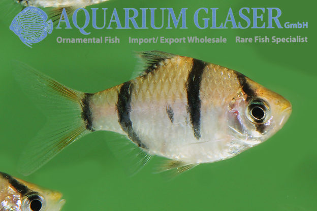 Puntigrus tetrazona - die Echte Sumatrabarbe - Aquarium Glaser GmbH