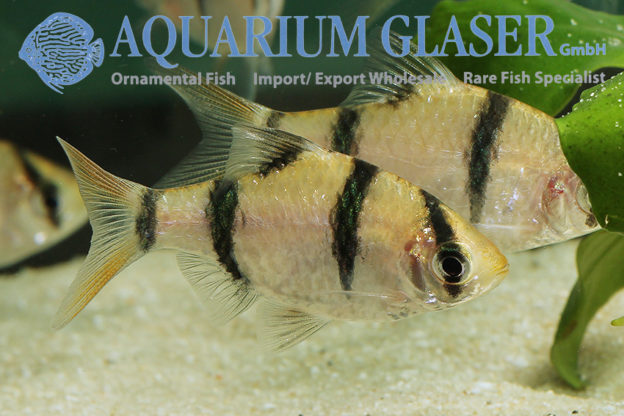 Puntigrus tetrazona - die Echte Sumatrabarbe - Aquarium Glaser GmbH