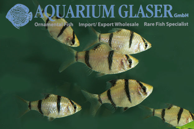 Puntigrus tetrazona - die Echte Sumatrabarbe - Aquarium Glaser GmbH