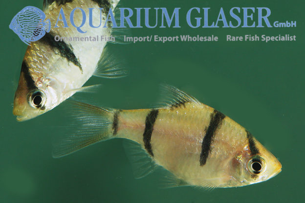 Puntigrus tetrazona - die Echte Sumatrabarbe - Aquarium Glaser GmbH