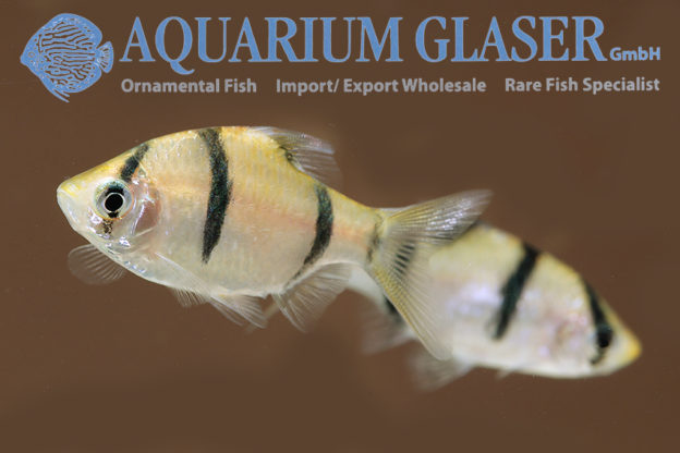 Puntigrus tetrazona - die Echte Sumatrabarbe - Aquarium Glaser GmbH