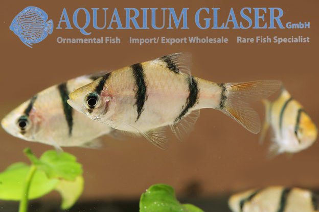 Puntigrus tetrazona - die Echte Sumatrabarbe - Aquarium Glaser GmbH