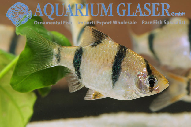 Puntigrus tetrazona - die Echte Sumatrabarbe - Aquarium Glaser GmbH