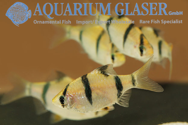 Puntigrus tetrazona - die Echte Sumatrabarbe - Aquarium Glaser GmbH