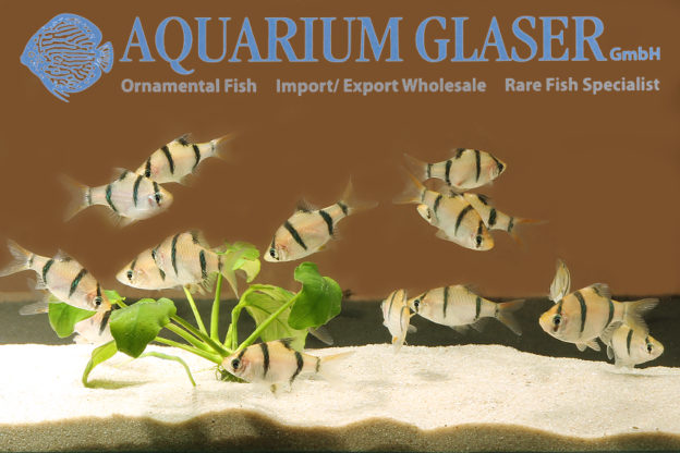 Puntigrus tetrazona - die Echte Sumatrabarbe - Aquarium Glaser GmbH