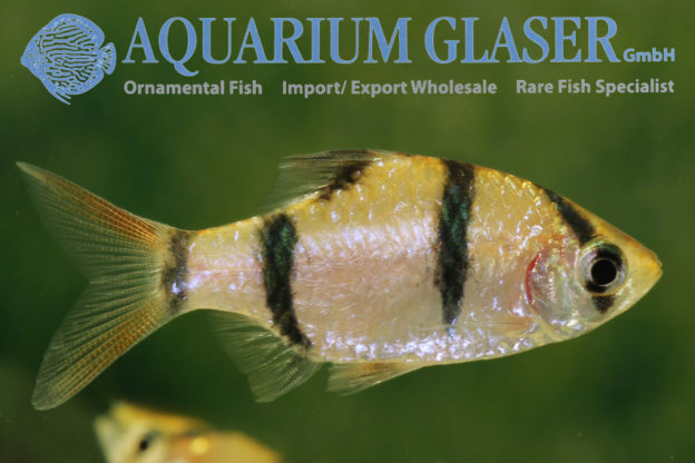 Puntigrus tetrazona - die Echte Sumatrabarbe - Aquarium Glaser GmbH