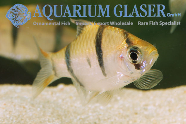 Puntigrus tetrazona - die Echte Sumatrabarbe - Aquarium Glaser GmbH