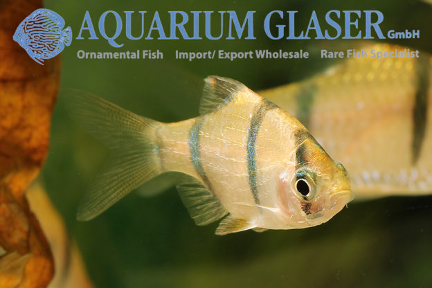 Puntigrus tetrazona - die Echte Sumatrabarbe - Aquarium Glaser GmbH